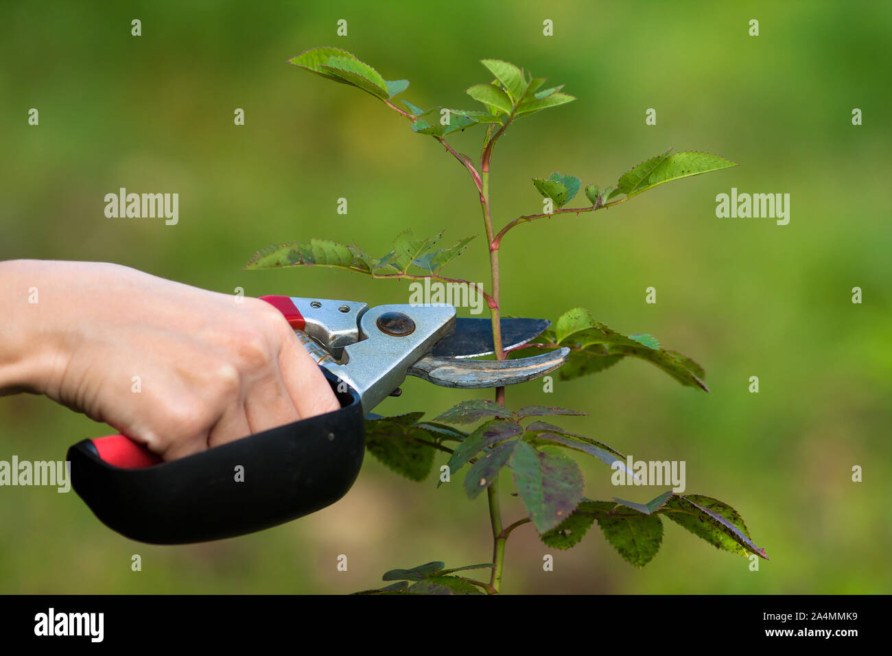 Pruning rose garden hi-res stock photography and images - Alamy