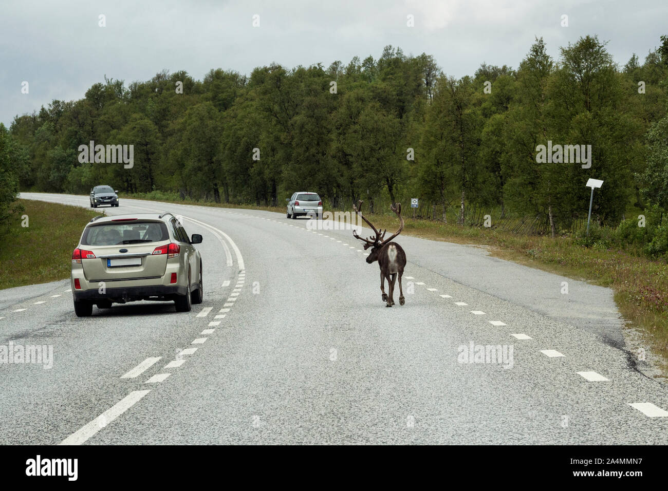 Road safety animals hi-res stock photography and images - Alamy