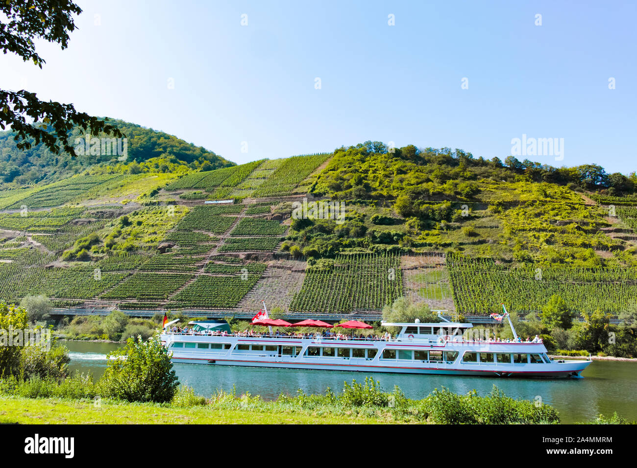 Landscape with famous green terraced vineyards in Mosel river valley ...