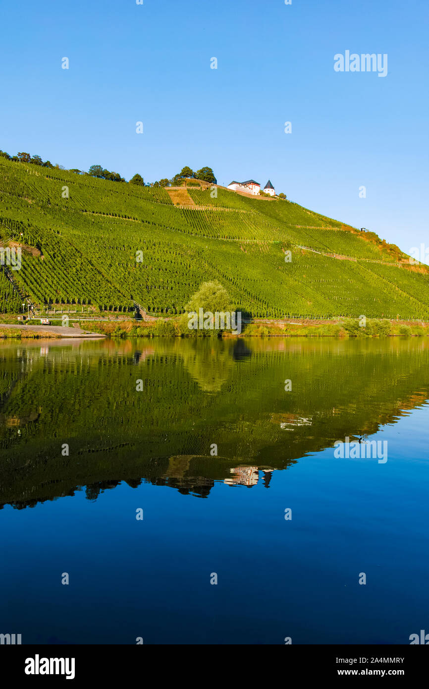 Landscape with famous green terraced vineyards in Mosel river valley ...