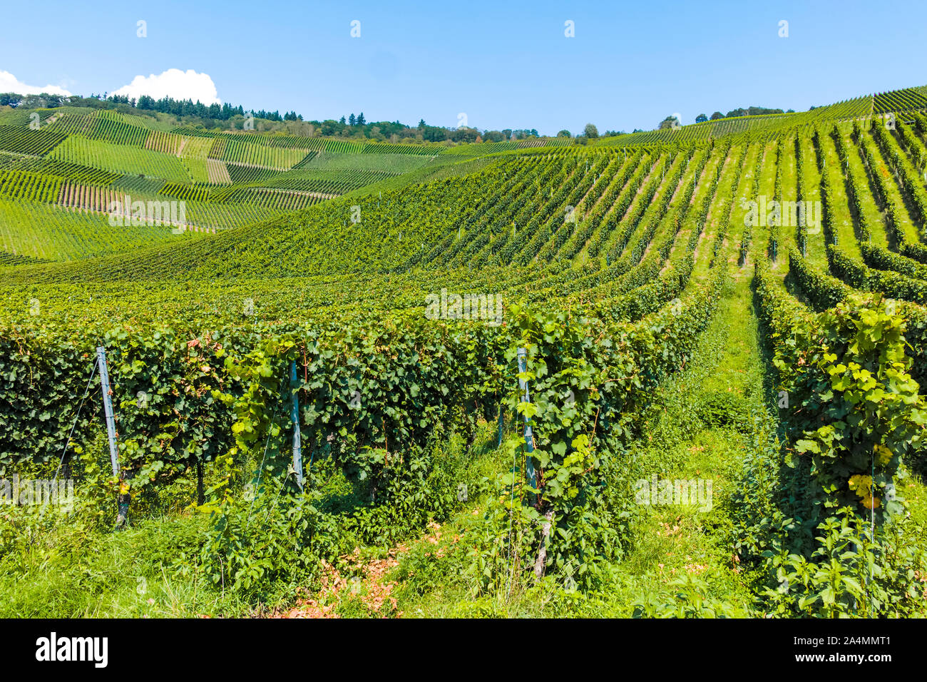 Landscape with famous green terraced vineyards in Mosel river valley ...