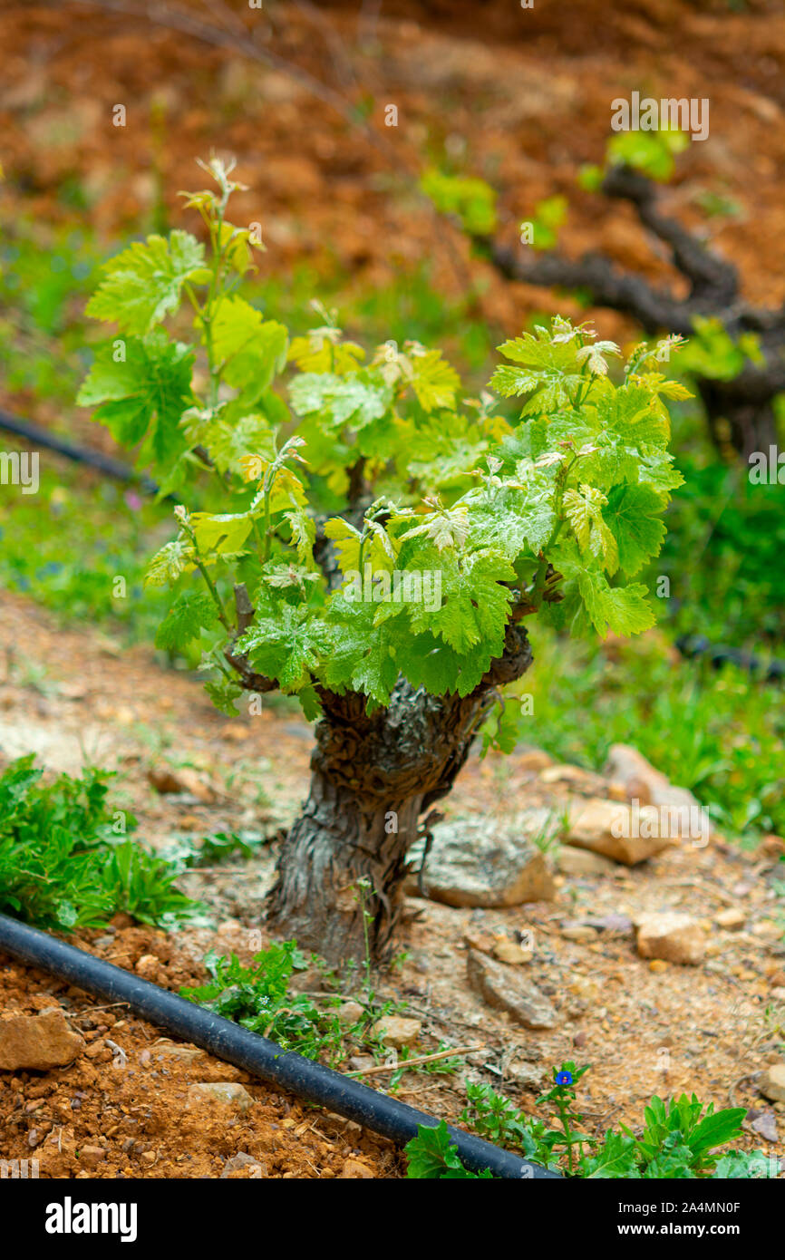 Old trunks and young green shoots of wine grape plants in rows in ...