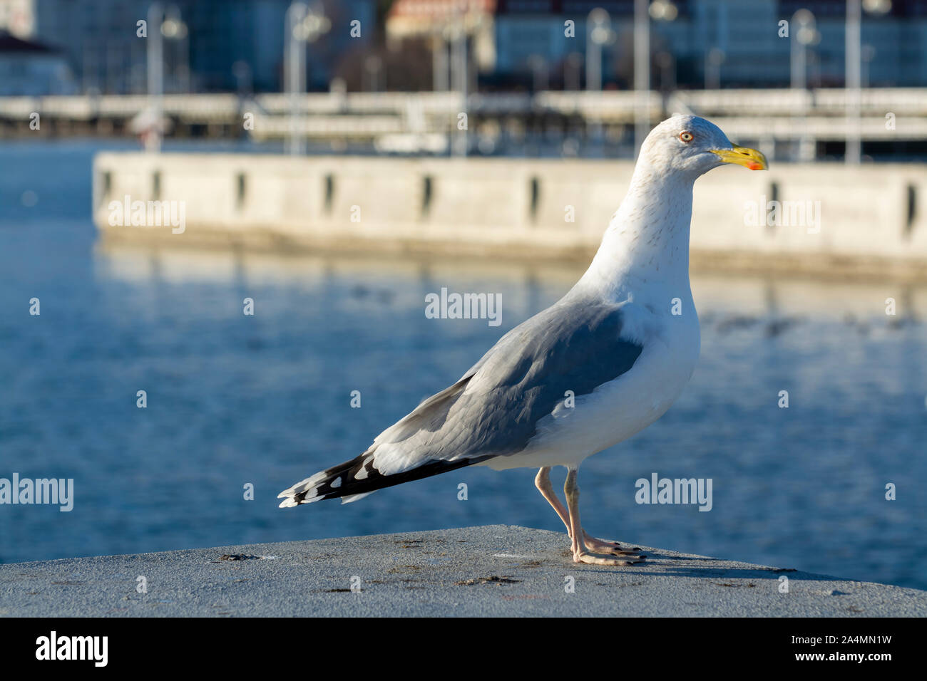 One Seagull sea bird sitting on old pier of Sopot, Poland Stock Photo ...