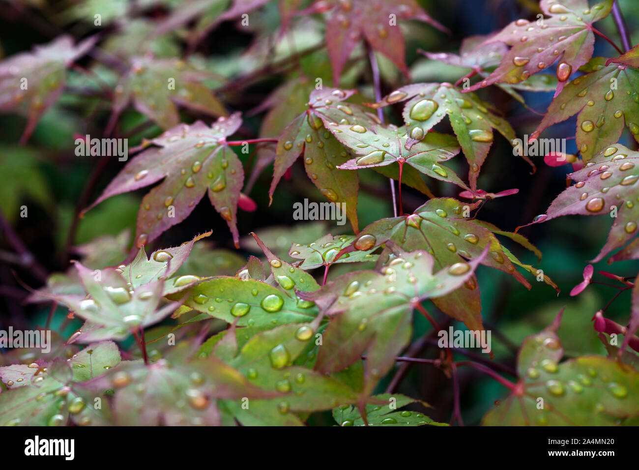 Deciduous tree dew drops hi-res stock photography and images - Alamy