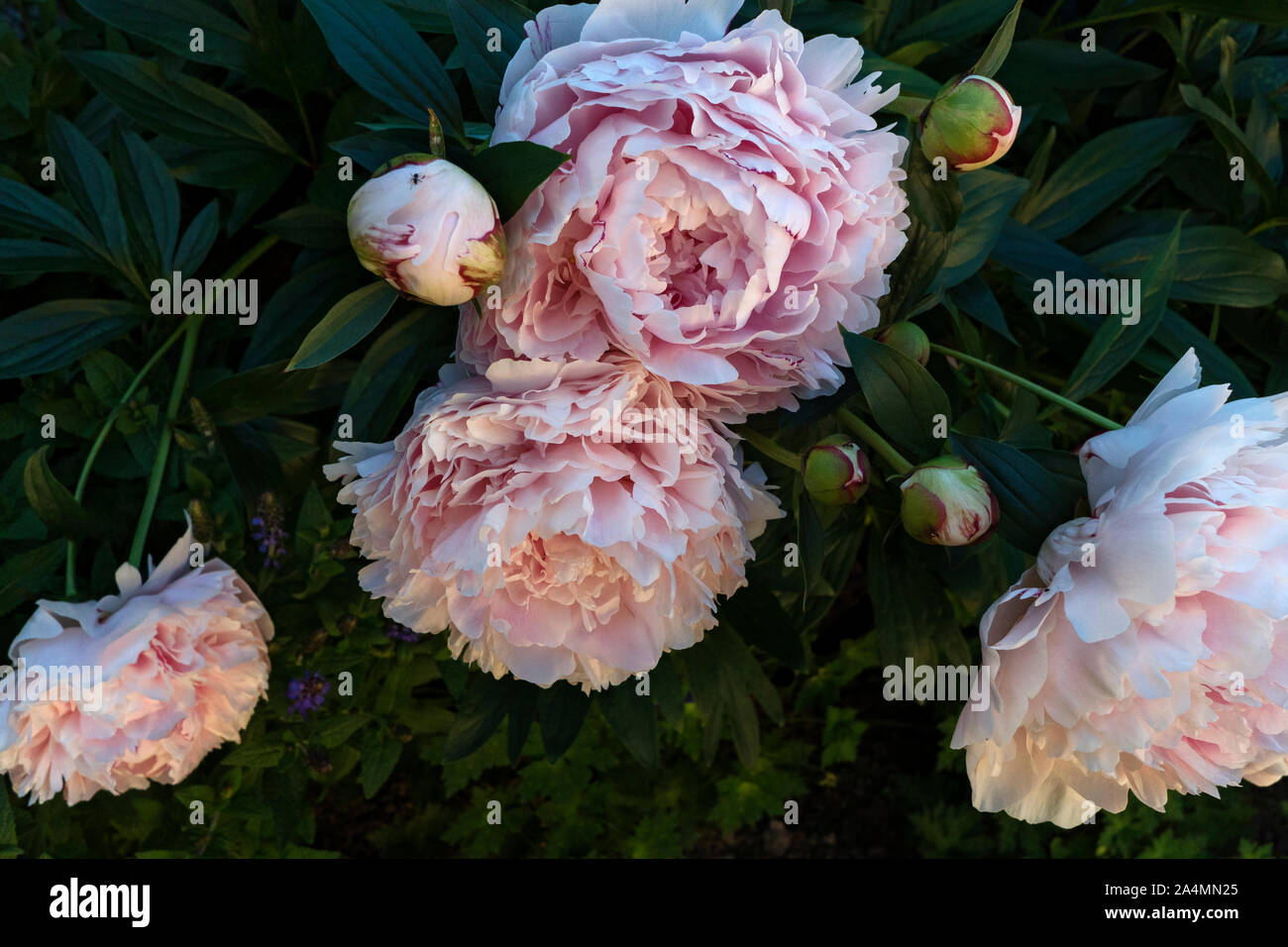 Grow peonies hi-res stock photography and images - Alamy