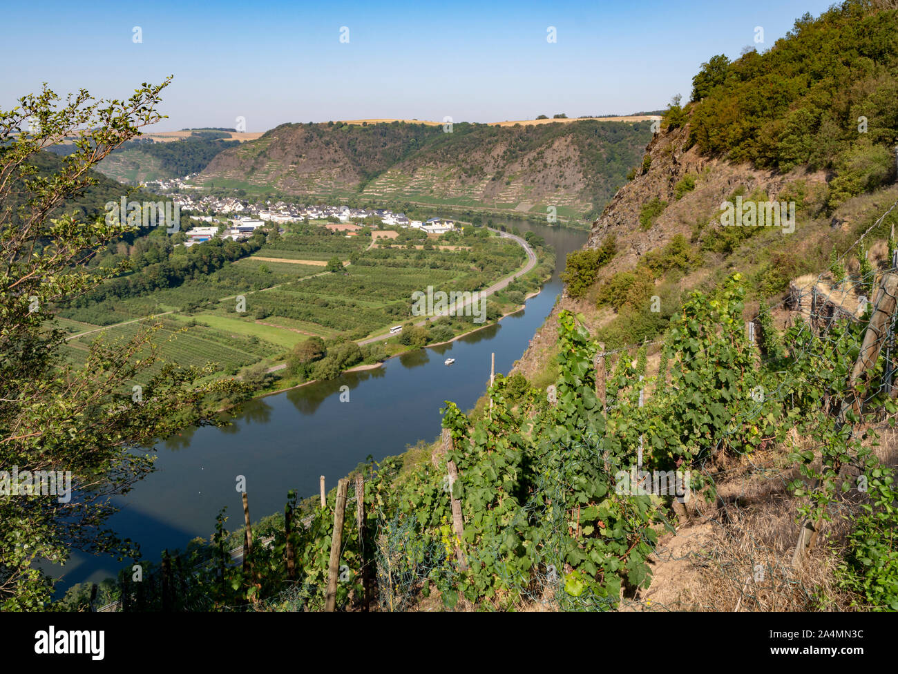 Landscape view on Mosel river valley and green terraced vineyards ...