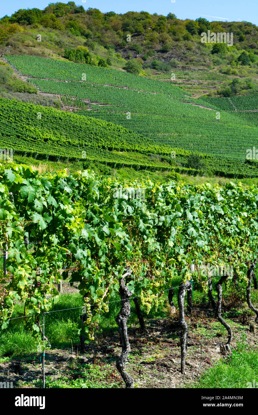 Landscape with famous green terraced vineyards in Mosel river valley ...