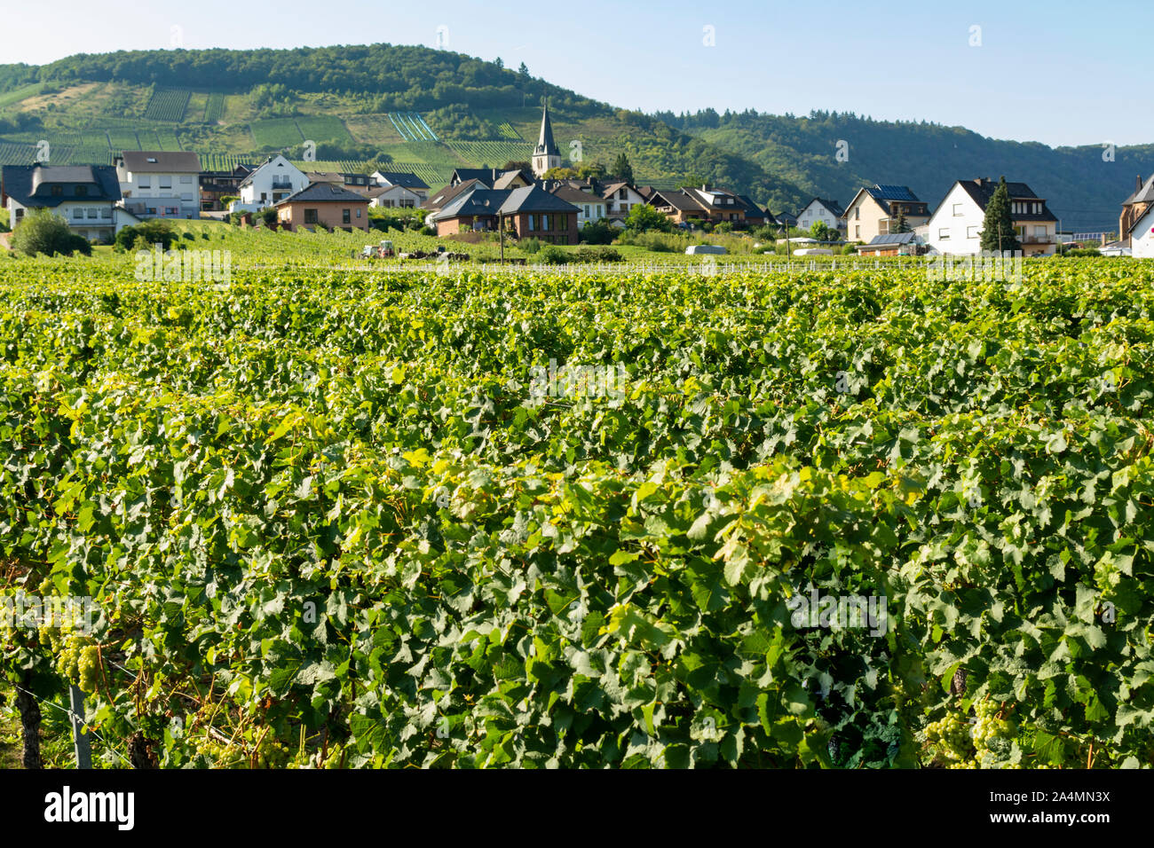 Landscape with famous green terraced vineyards in Mosel river valley ...
