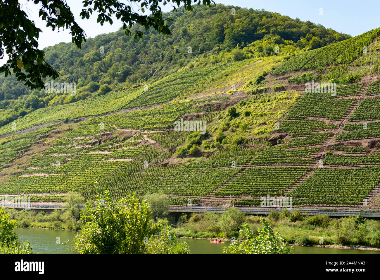 Landscape with famous green terraced vineyards in Mosel river valley ...
