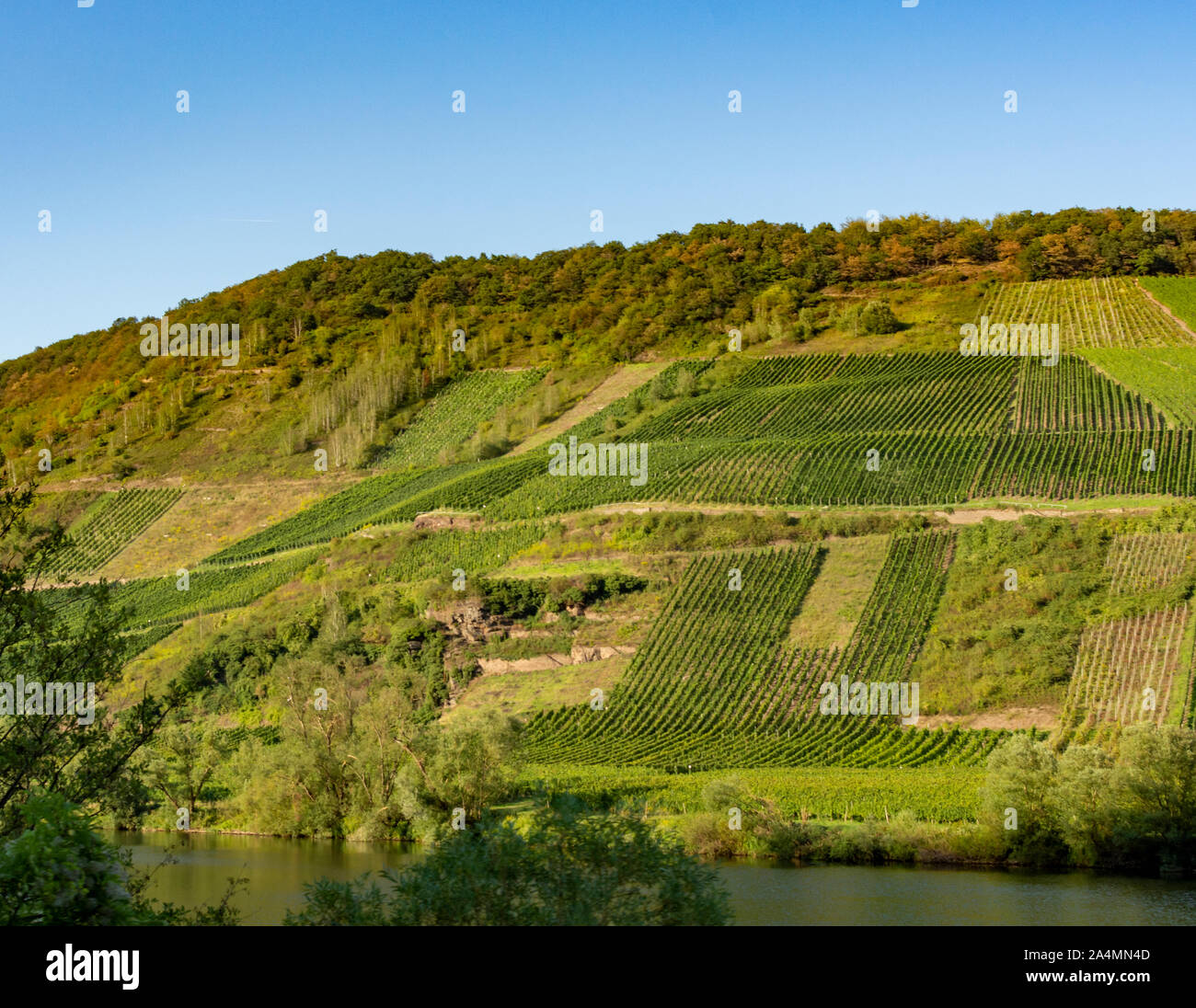 Landscape with famous green terraced vineyards in Mosel river valley ...
