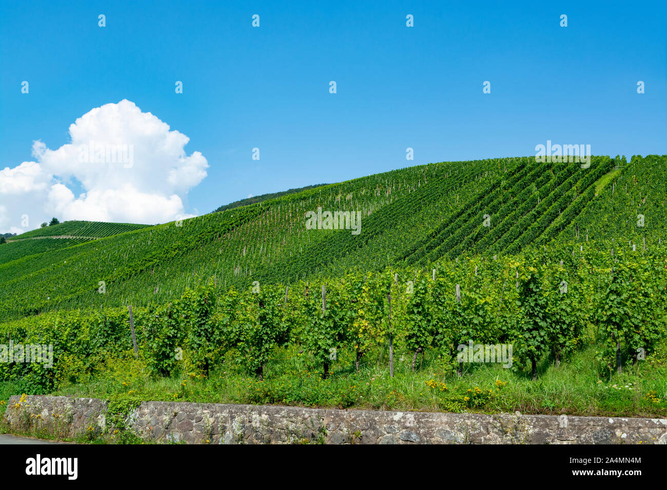 Landscape with famous green terraced vineyards in Mosel river valley ...