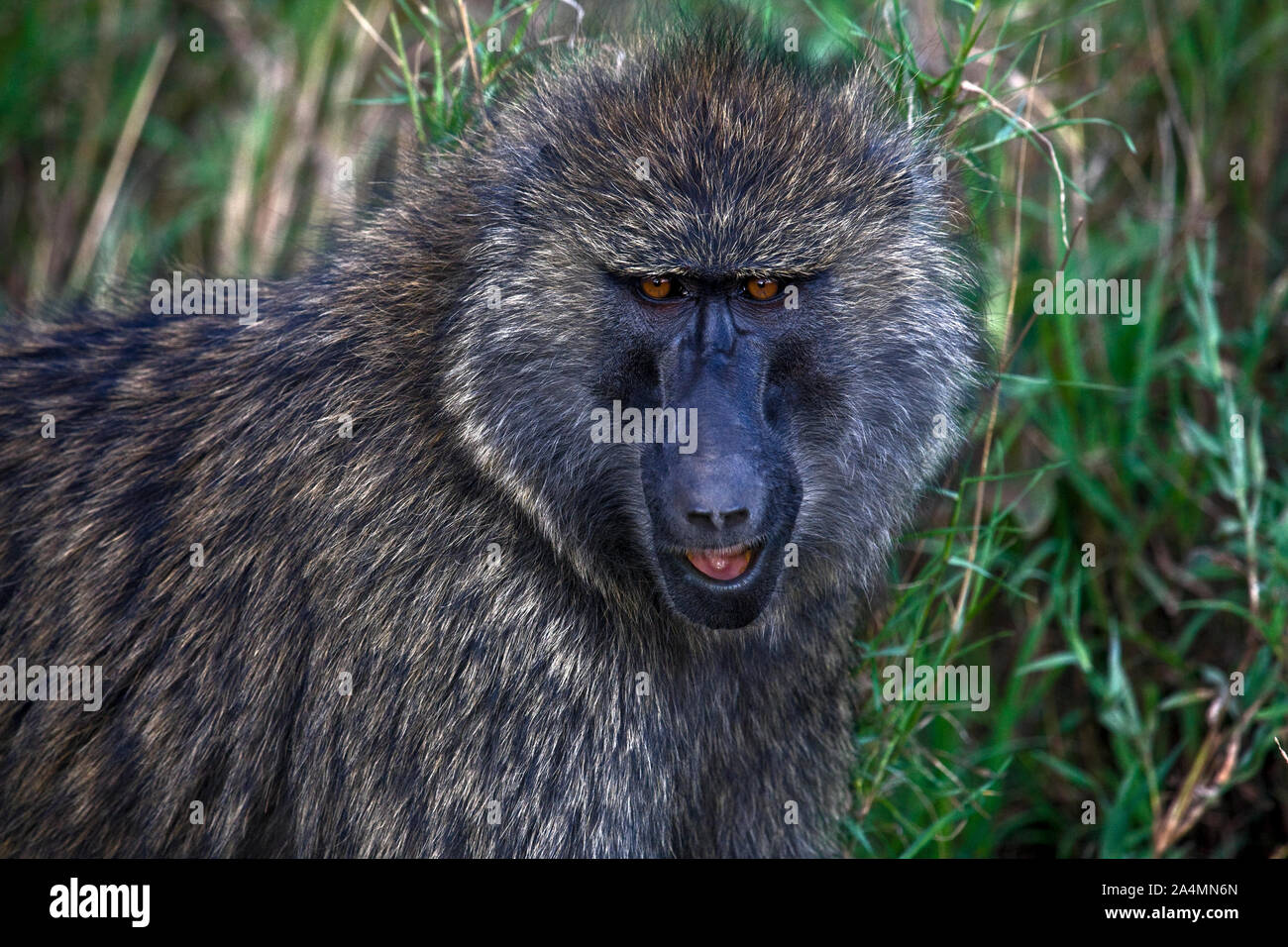 Olive baboon; Papiocynocephalus anubis; Old World Monkey; primate ...