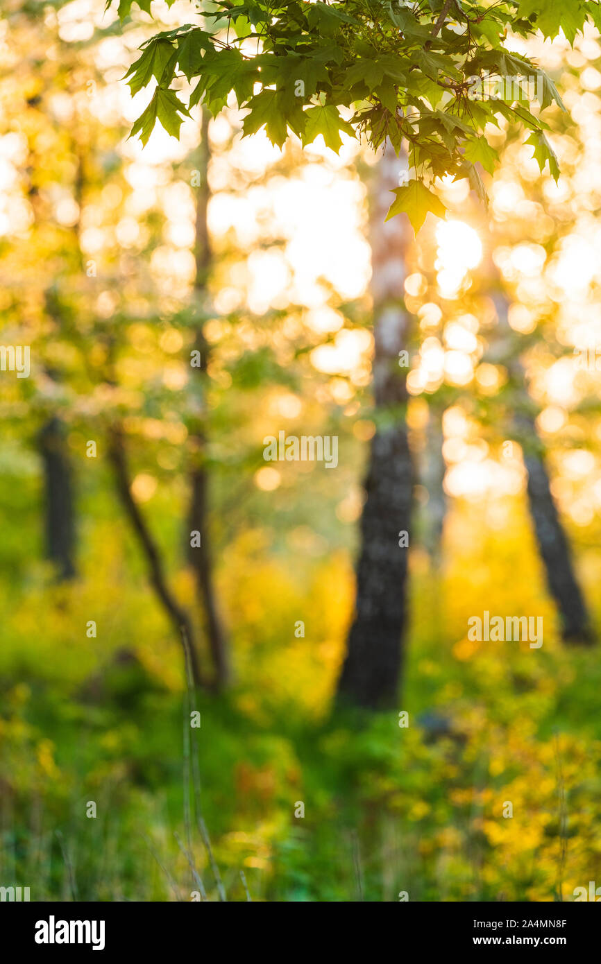 Maple tree branch Stock Photo - Alamy