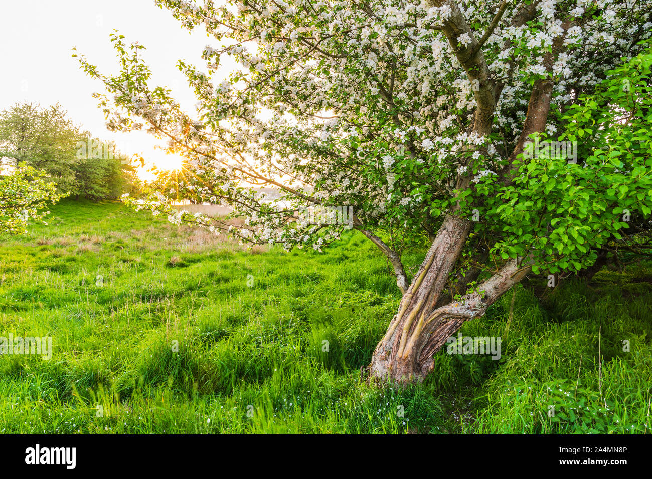 Blossoming fruit outdoors hi-res stock photography and images - Alamy