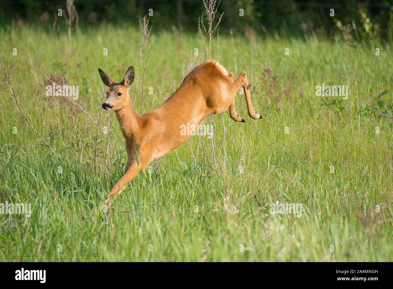 Deer Running Towards Camera