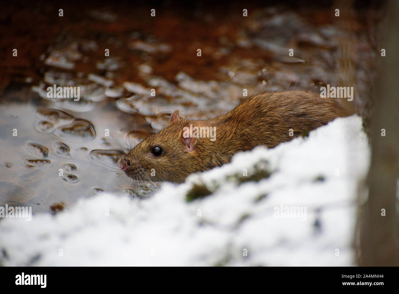 One rat hi-res stock photography and images - Alamy