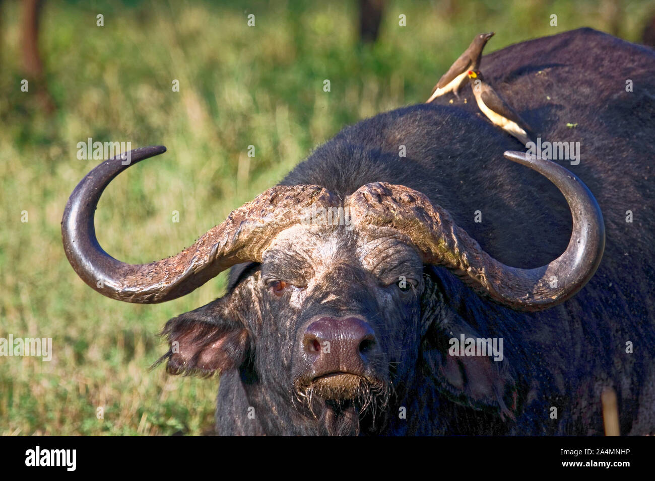 Cape buffalo close-up; 2 birds on back; African Buffalo; large curved ...