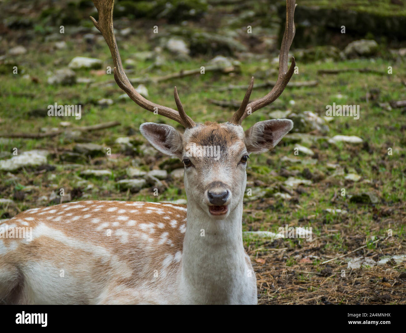 Wild Deer Portrait in the wood Stock Photo - Alamy