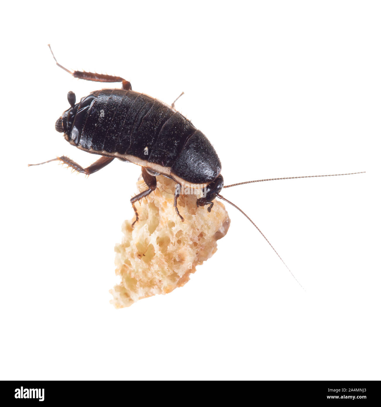 Eating cockroach hi-res stock photography and images - Alamy