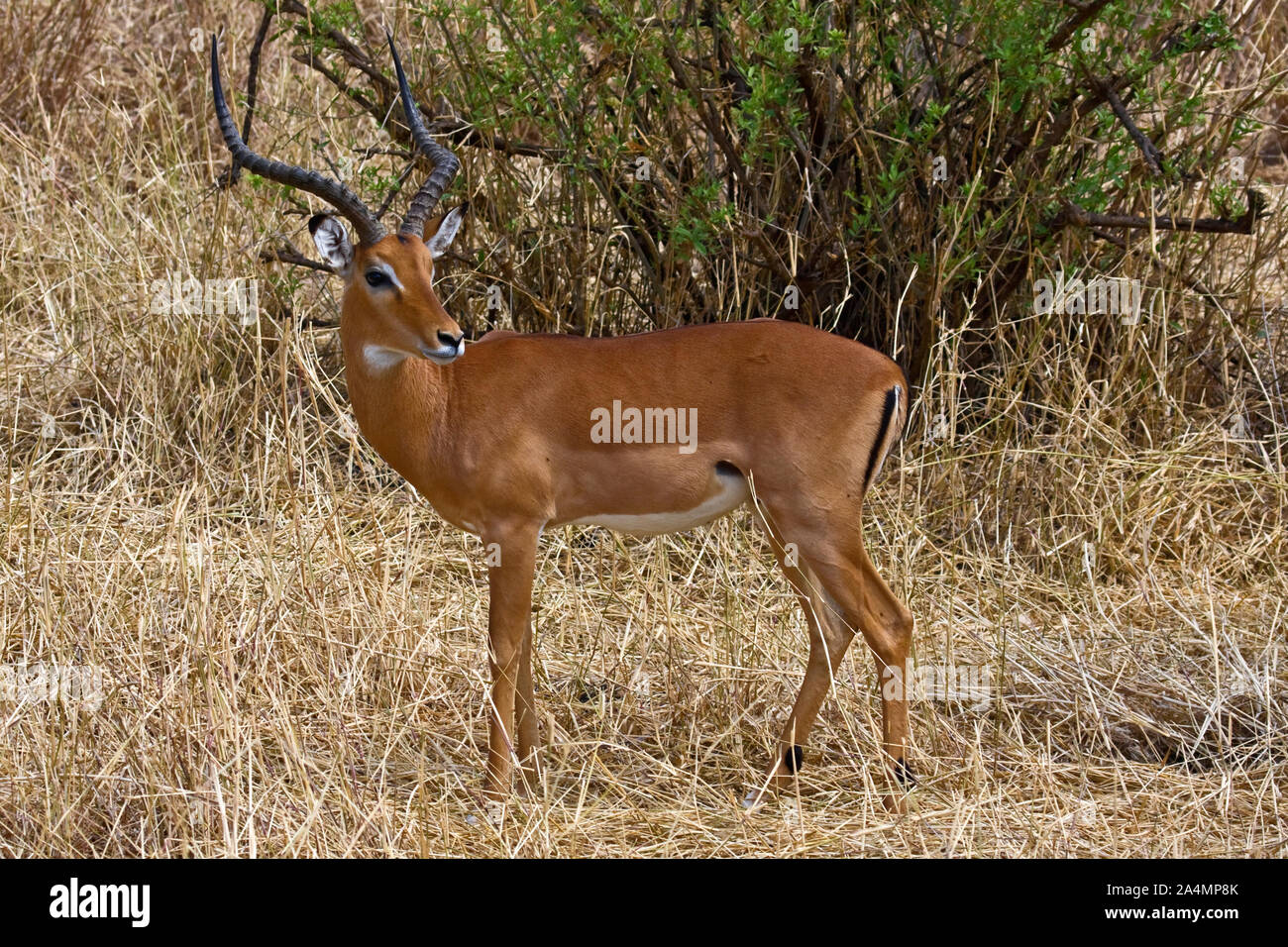 Lyre shaped horns hi-res stock photography and images - Alamy