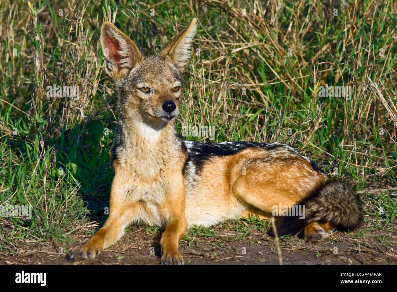 Black-backed jackal; small canine; nocturnal; carnivore; large ears ...