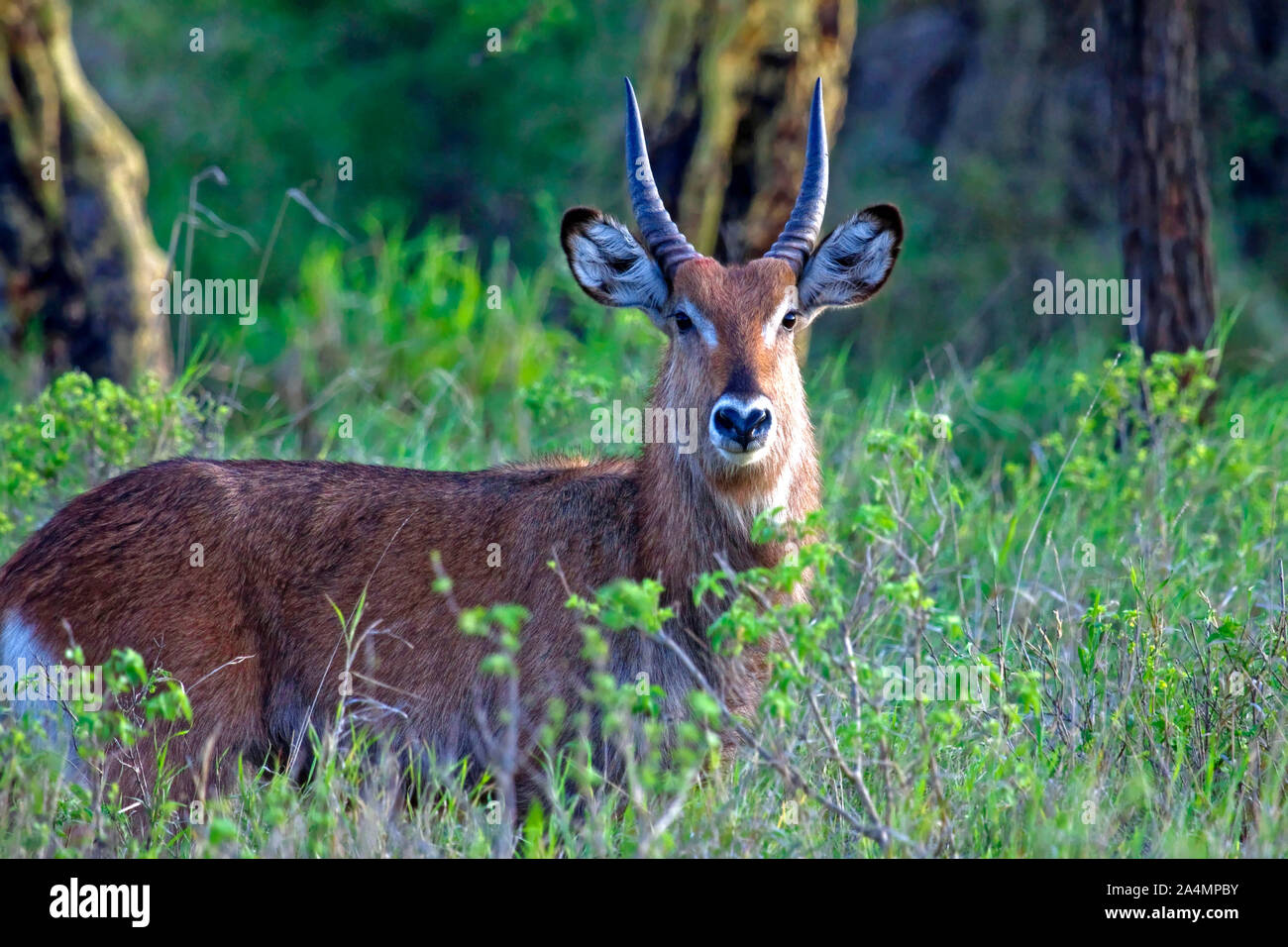 Waterbuck portrait; close-up; large antelope; ringed horns; shaggy ...