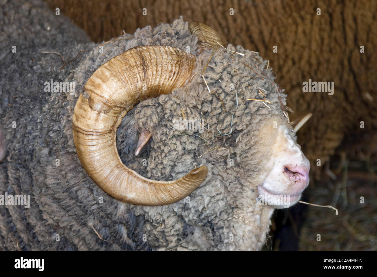 Ram Animal Horns