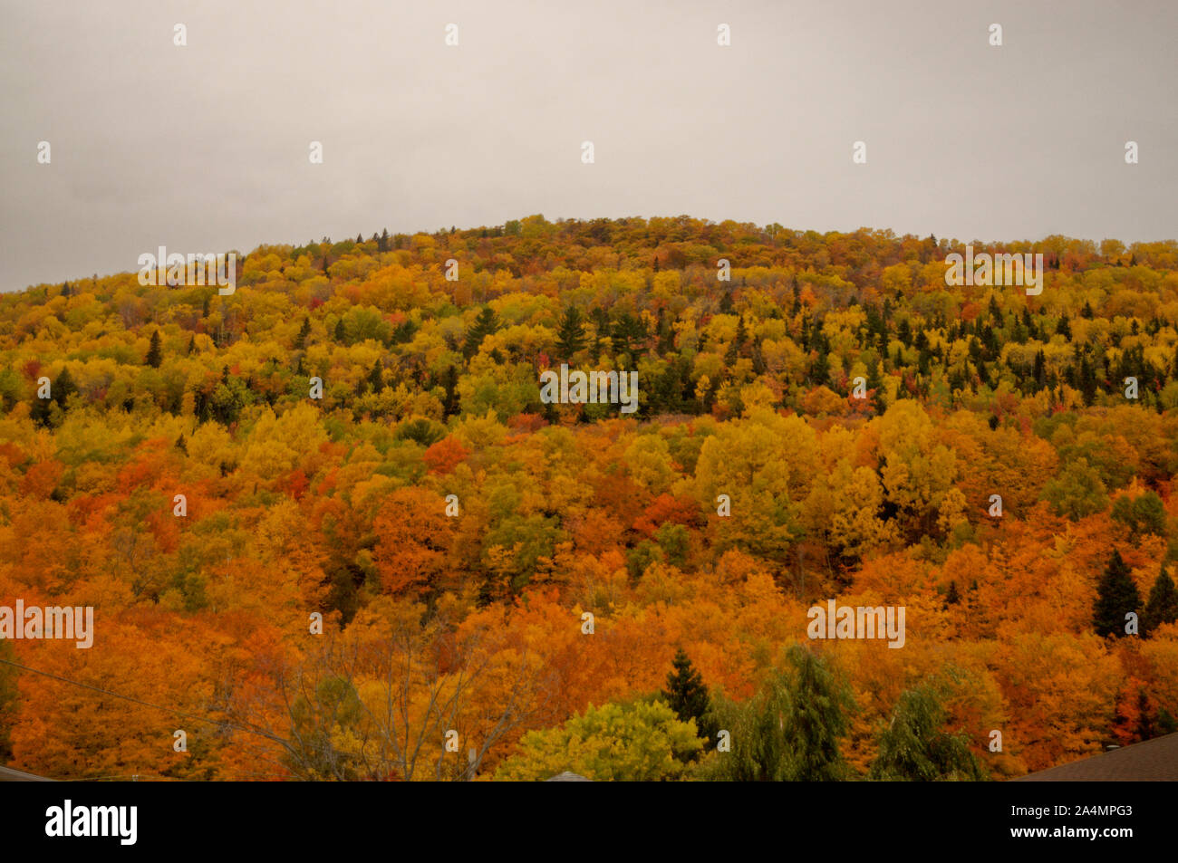 Canadian forest in autumn; Charlevoix Region, Quebec Stock Photo - Alamy