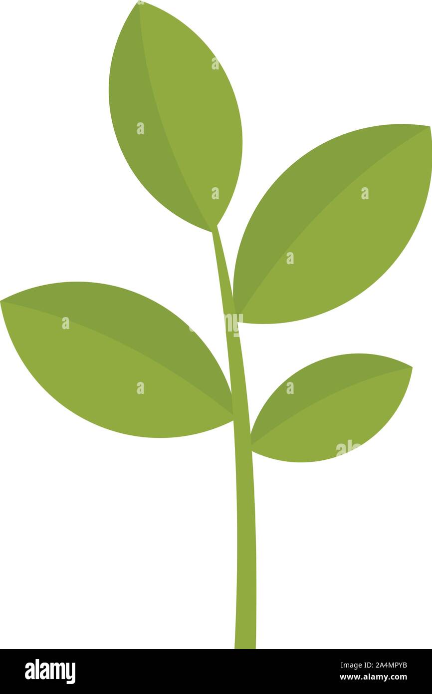 Matcha plant icon. Flat illustration of matcha plant vector icon for ...