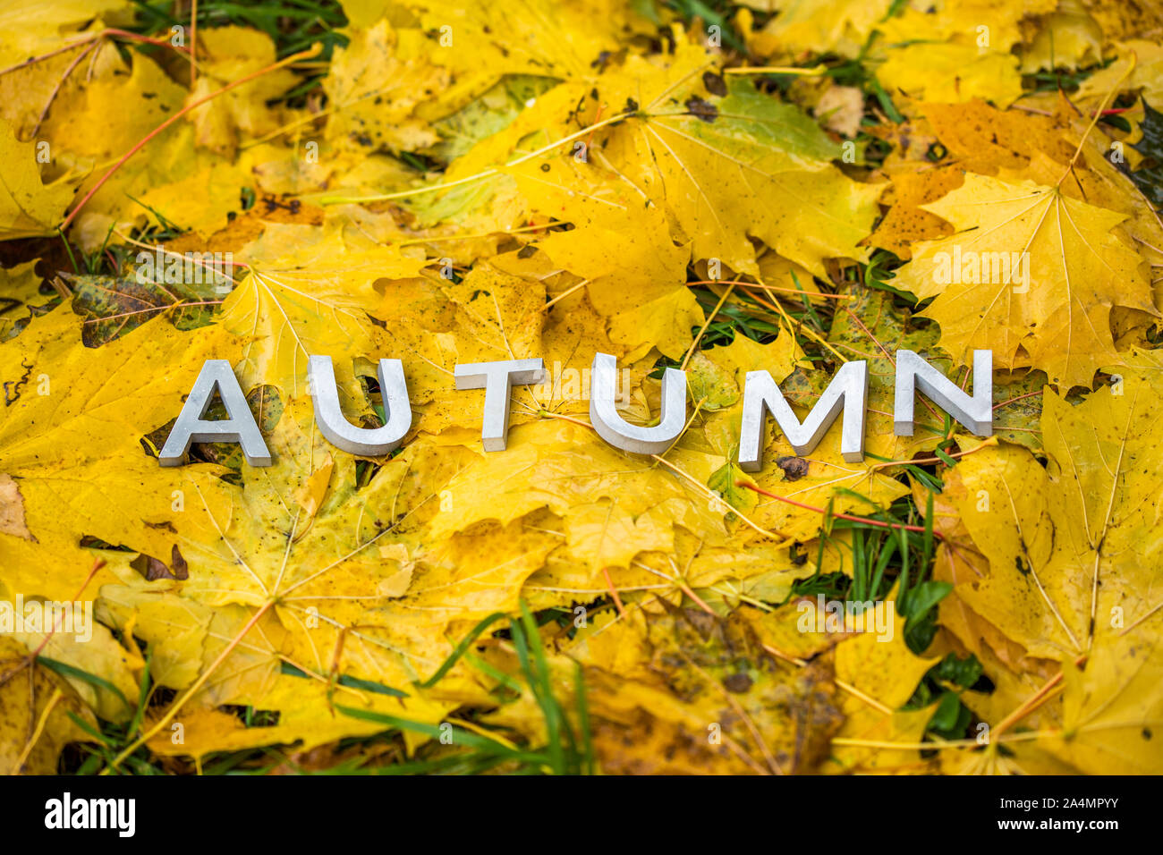 The word AUTUMN laid with gray thick letters on the ground with maple ...