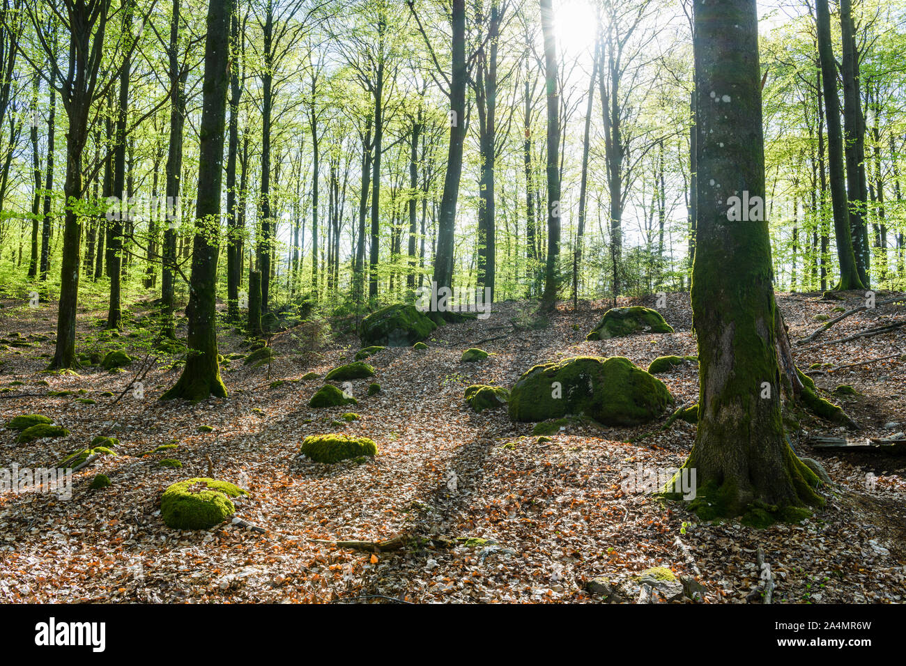 View of spring forest Stock Photo - Alamy