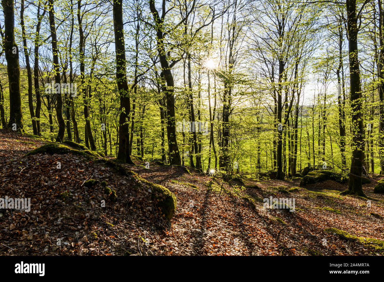 Forest at spring Stock Photo - Alamy