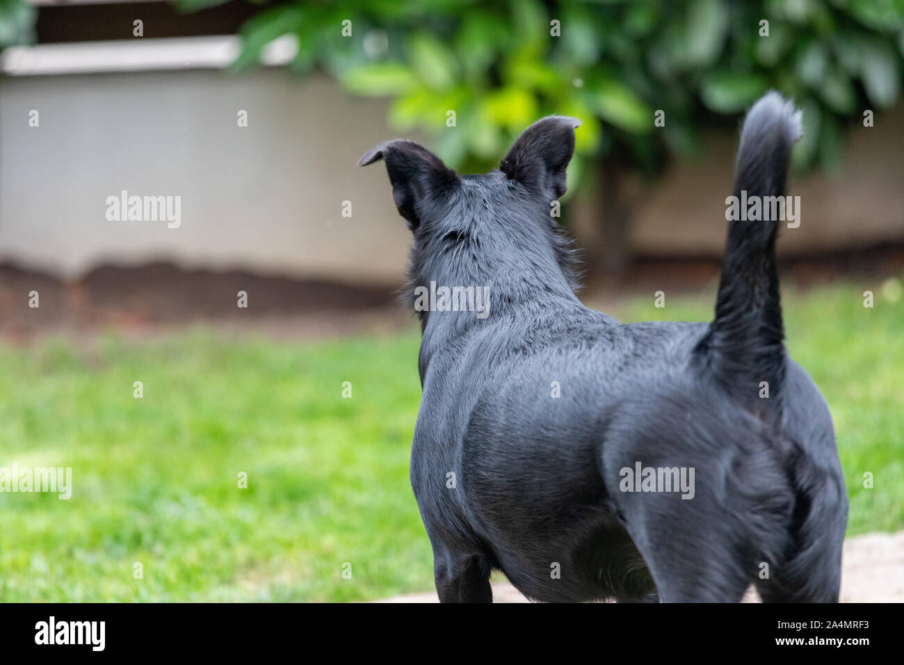 Little cross breed dog from behind in a meadow Stock Photo - Alamy