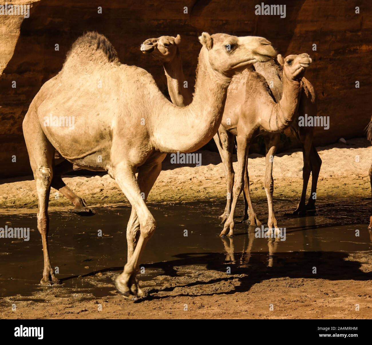 Portrait of drinking camels in canyon aka guelta Bashikele in East ...