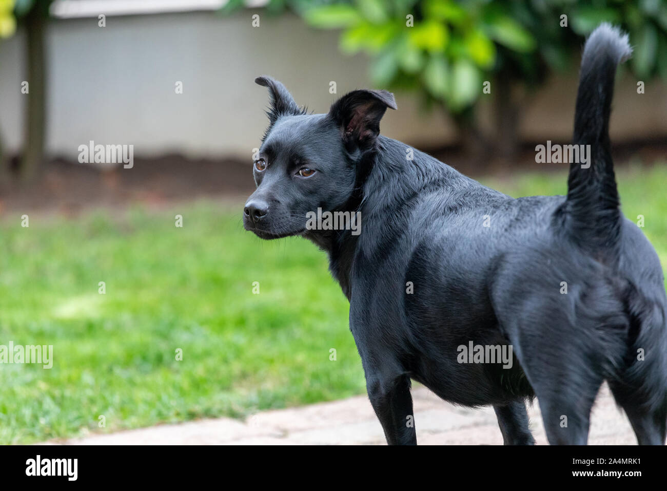 Little black dog hi-res stock photography and images - Alamy