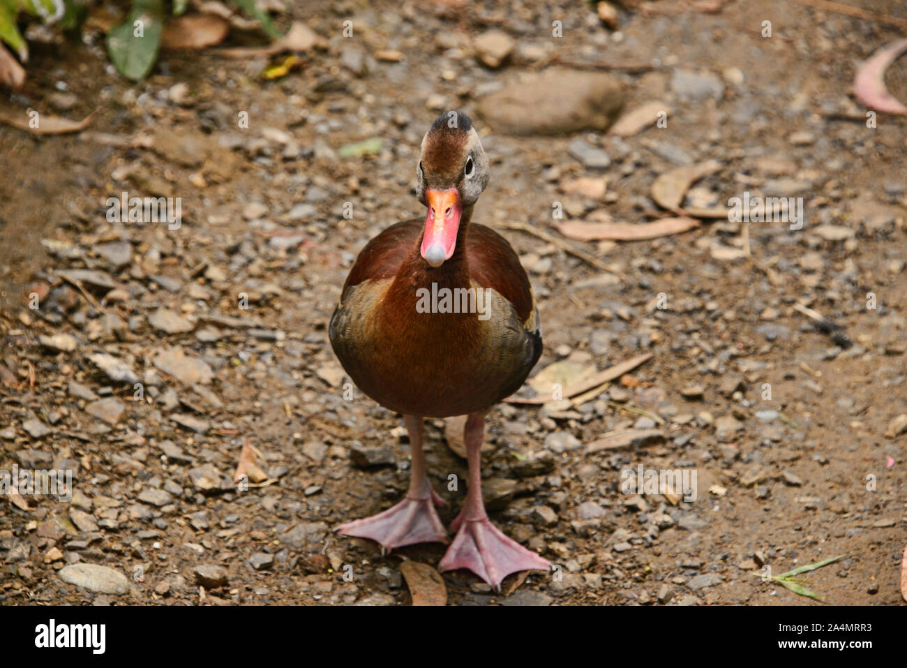 Sheltering duck, Amaru Biopark, Cuenca, Ecuador Stock Photo - Alamy