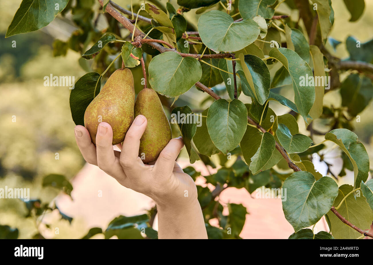 Pears leaves hi-res stock photography and images - Alamy
