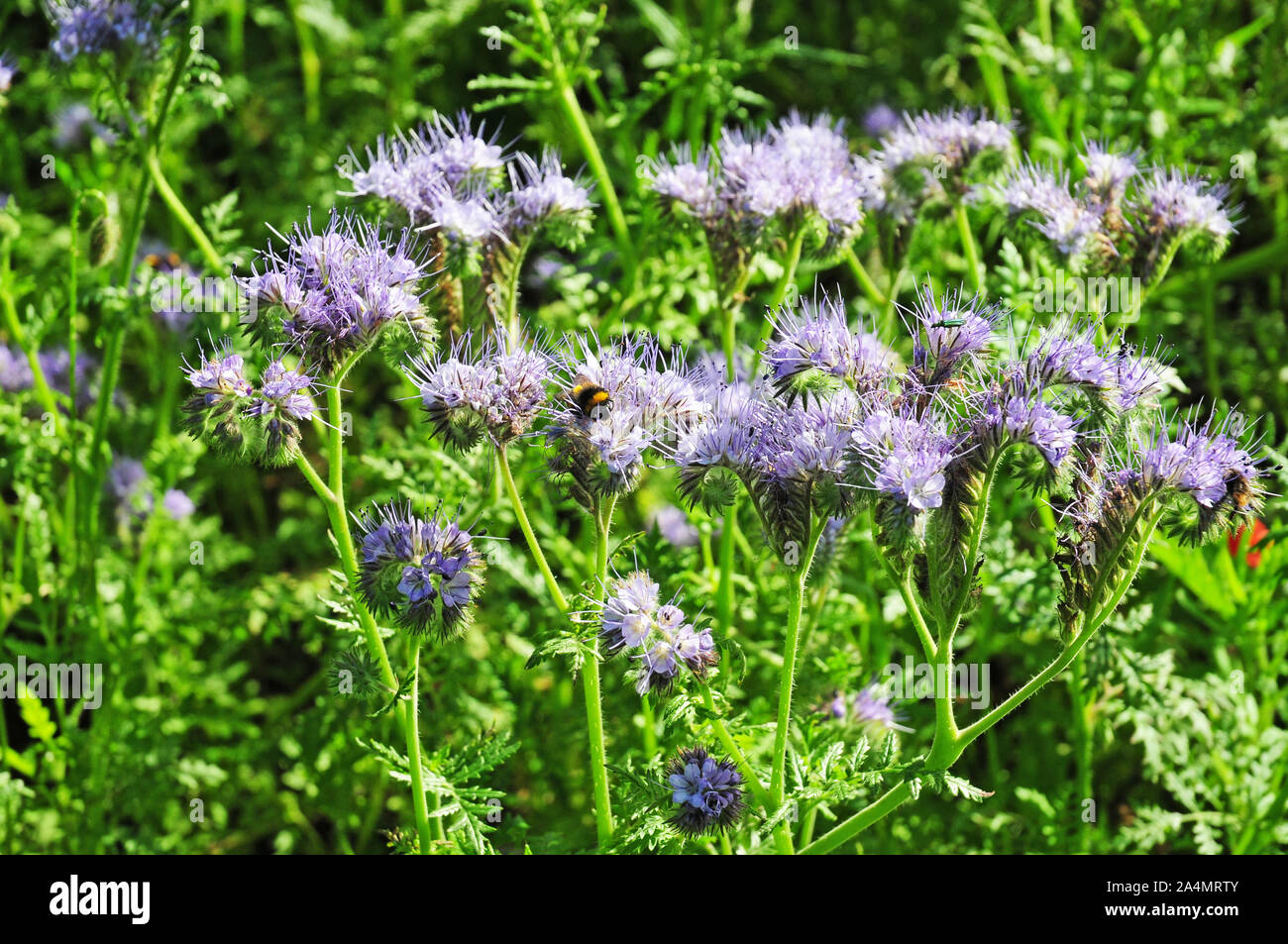 Scorpion weed hi-res stock photography and images - Alamy