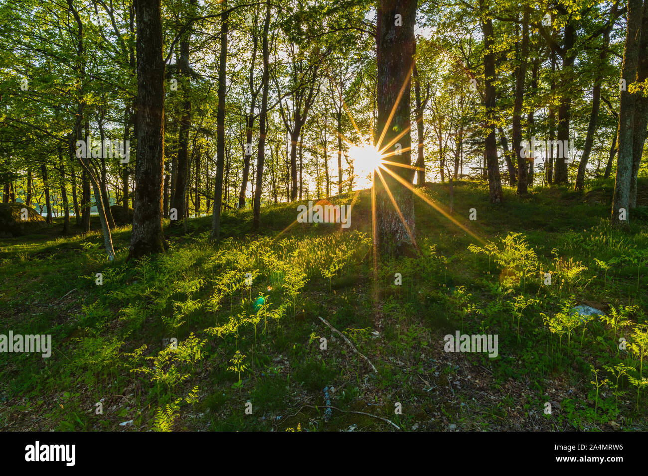 Atmospheric forest view hi-res stock photography and images - Alamy