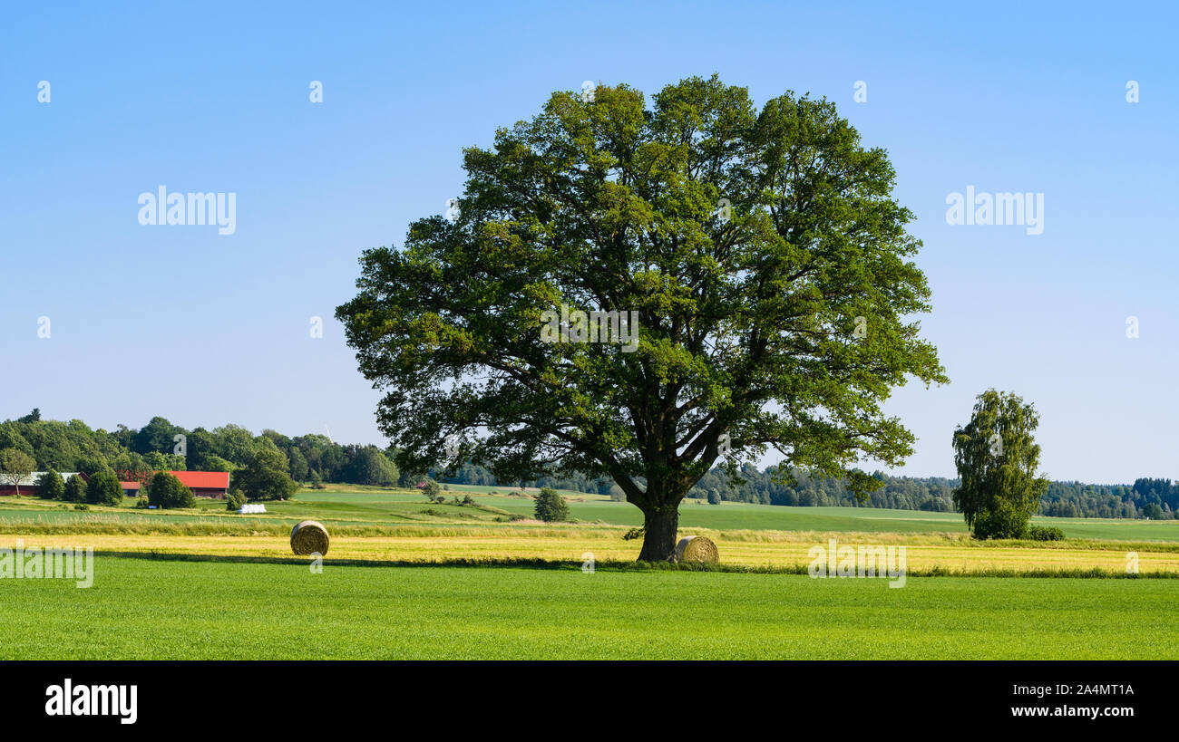 Tree on field hi-res stock photography and images - Alamy