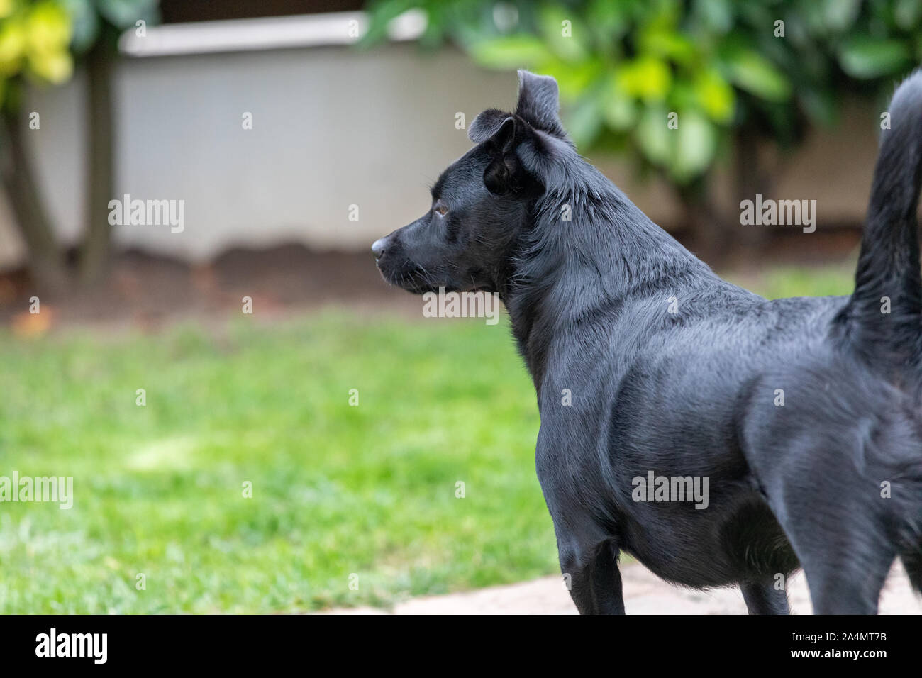 Dog from behind hi-res stock photography and images - Alamy