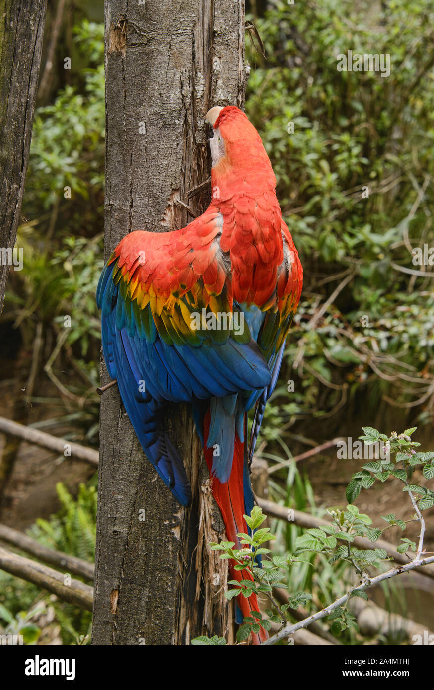Scarlett macaw (Ara macao), Ecuador Stock Photo - Alamy