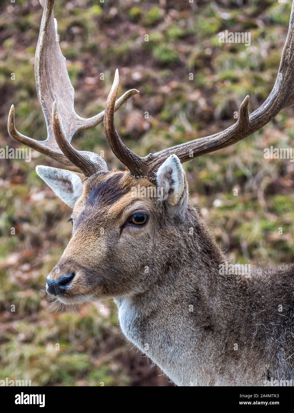 Wild Deer Portrait in the wildlife Stock Photo - Alamy