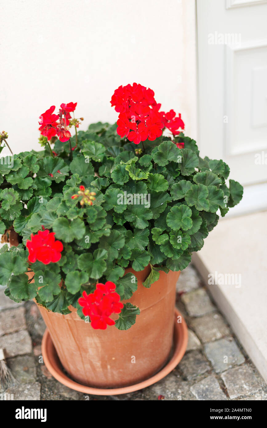 Red geranium in pot Stock Photo - Alamy
