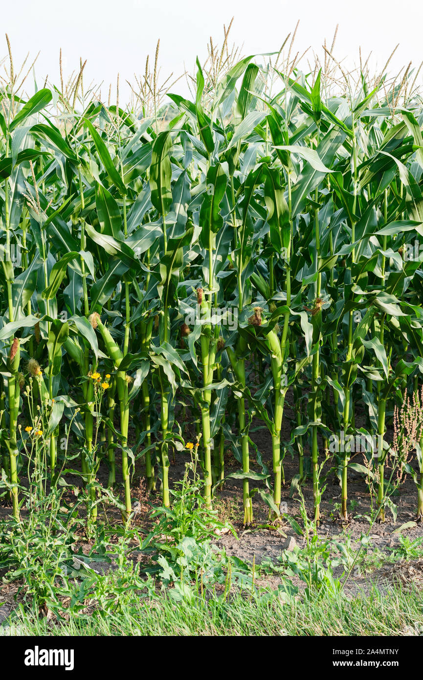 Fruits field hi-res stock photography and images - Alamy