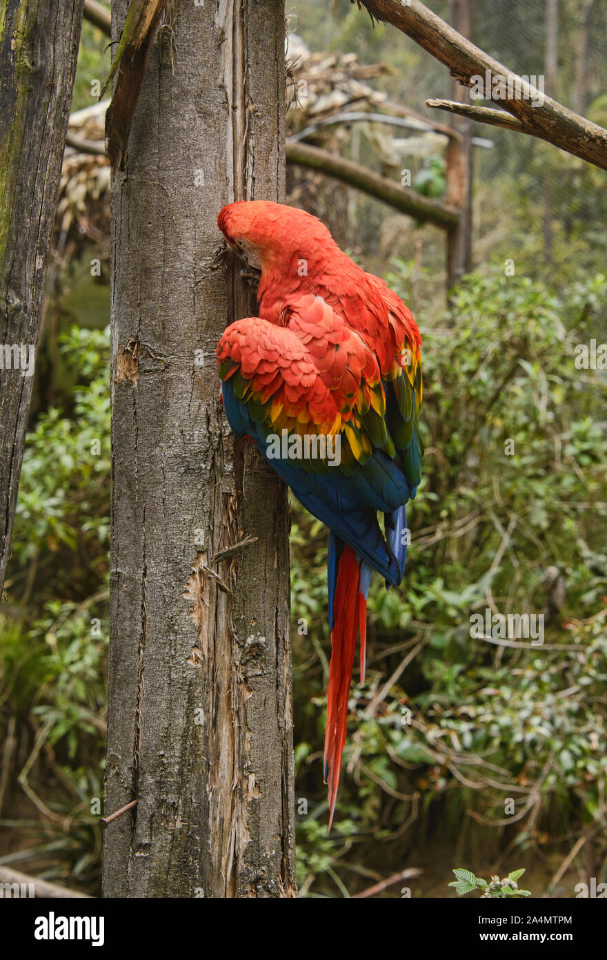 Scarlett macaw (Ara macao), Ecuador Stock Photo - Alamy