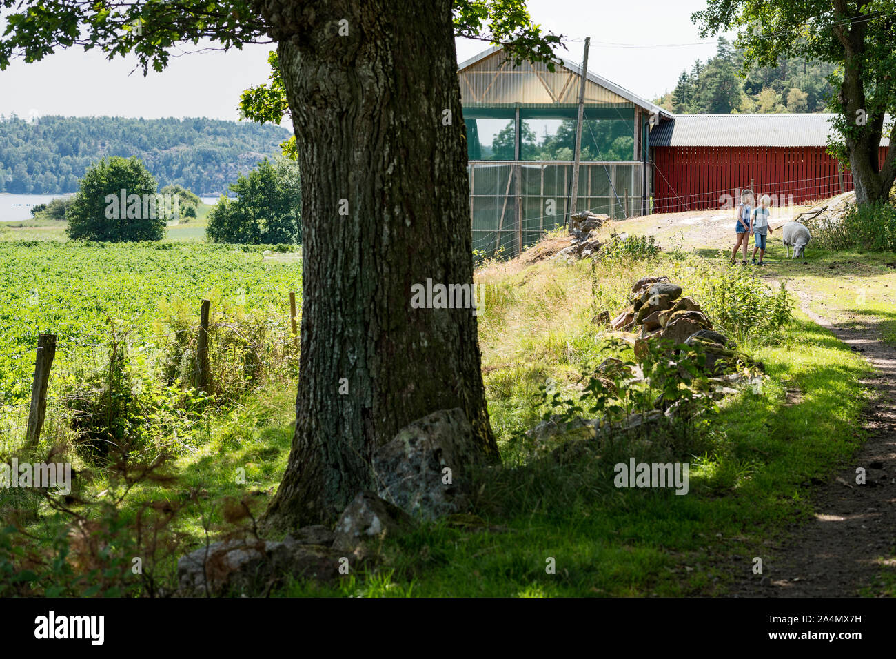 Children with sheep Stock Photo - Alamy