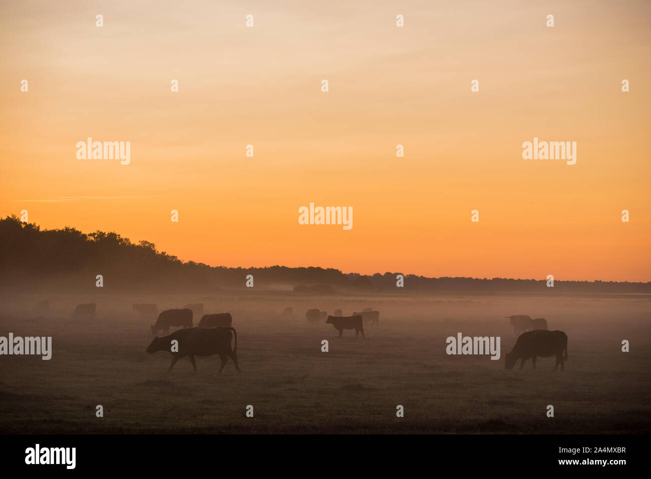 Atmospheric cows hi-res stock photography and images - Alamy