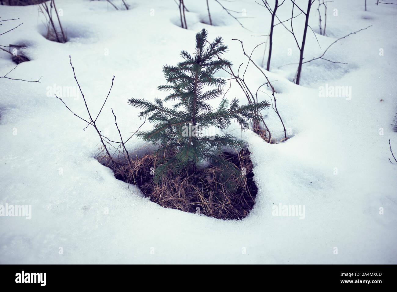Little pine tree at winter Stock Photo - Alamy