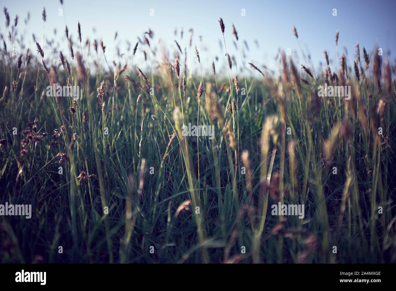 Meadow grass horizontal hi-res stock photography and images - Alamy